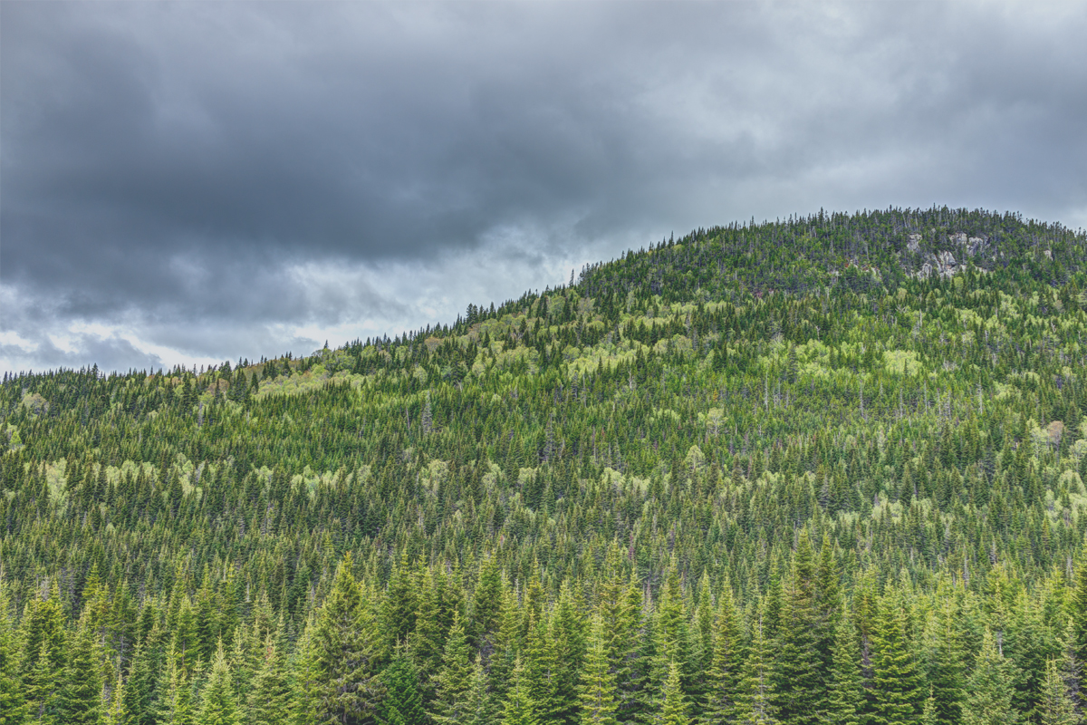 Blocus forestier : le manque d’écoute de la CAQ provoque une crise ...